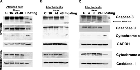 Western Blot Analysis Of Cytosolic And Mitochondrial Fractions From