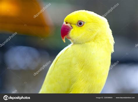 Portrait Yellow Indian Ringneck Parakeet Reserve Bird Domesticated