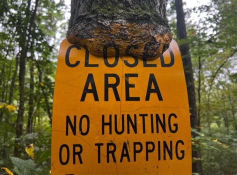 Tree Grow One A Sign And Now Has The Paint On It R NatureIsFuckingLit