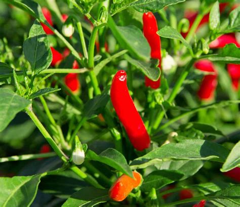 Chilli Papričky Hnojíksk