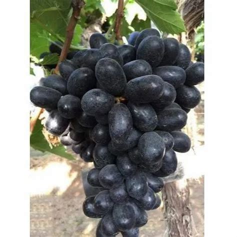 Виноград Фингер Описание Сорта Фото Отзывы – Telegraph