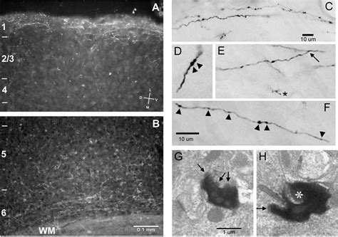 Figure 1 From Descending Projections From Extrastriate Visual Cortex
