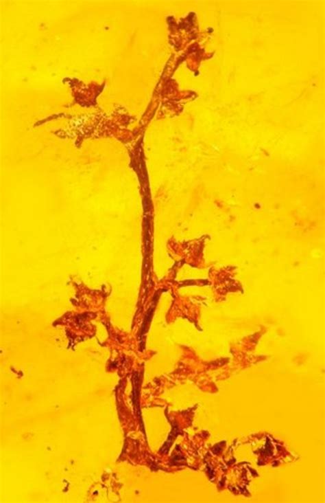 Oldest Evidence Of Sex In Flowering Plants BBC News