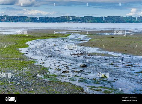 A Creek Flows Into The Puget Sound At Dash Point State Park In