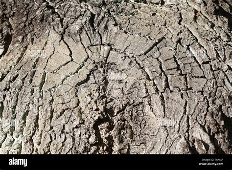 Gray Tree Bark With Wood Texture Background Image Stock Photo Alamy