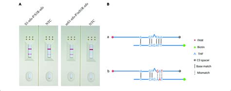 Preliminary Test And Analysis Of The Original Primer Probe Set And Download Scientific