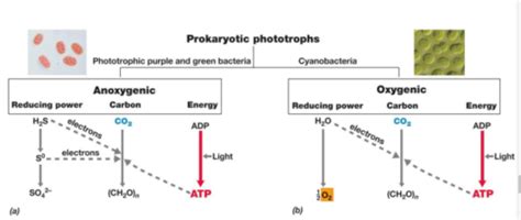 Chapter 14 Metabolic Diversity Of Microorganisms Flashcards Quizlet