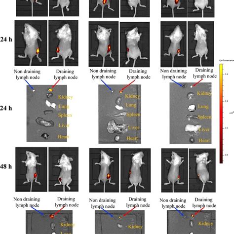 Characterization Of Lipid Mrna Particles A Schematic Representation Download Scientific