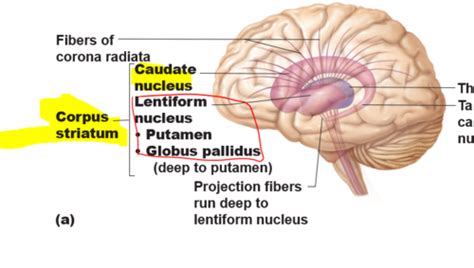 The Sensorimotor System Flashcards Quizlet