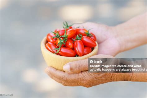 신선한 붉은 체리 토마토가 든 나무 컵을 들고 있는 남자의 손 공간을 복사합니다 0명에 대한 스톡 사진 및 기타 이미지 0명 건강한 식생활 과일 Istock