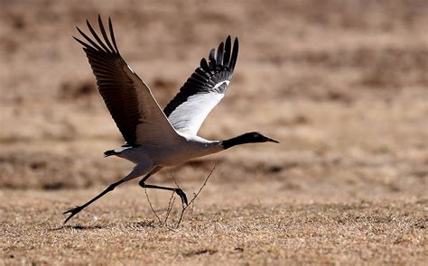 雲南大山包自然保護區 黑頸鶴越冬的天堂【5】 圖片頻道 人民網