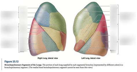 Bronchopulmonary Segment Quiz