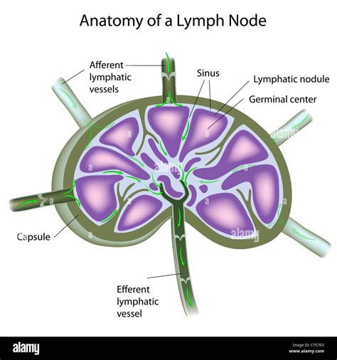 Lymph Nodes