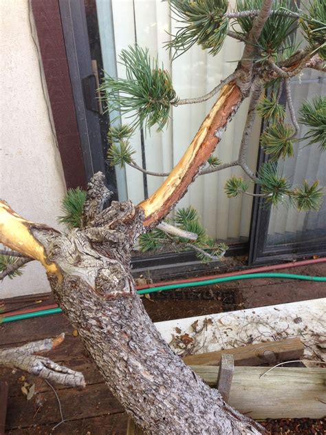 Branch Work Branch And Trunk Bending Techniques
