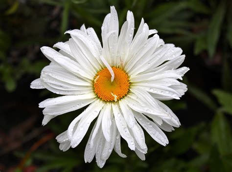Florez Nursery Crazy Daisy