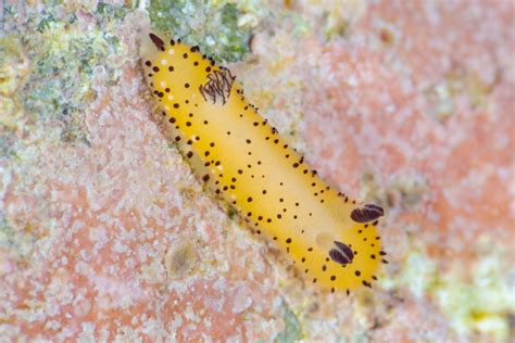 What Is A Group Of Sea Bunnies Called At Neida Tracy Blog