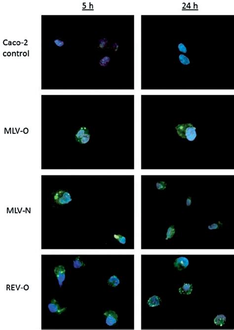 Fluorescence Microscopy Pictures Of Caco 2 Cells Incubated For 5 Or 24 Download Scientific