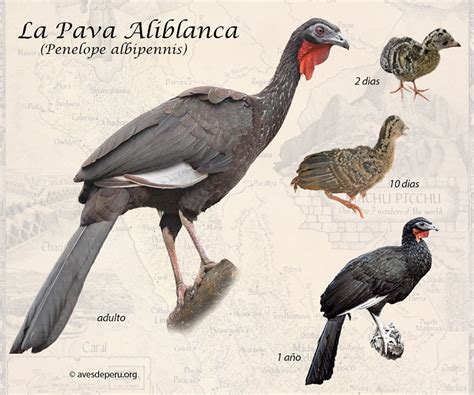 Pava Aliblanca O De Ala Blanca Penelope Albipennis
