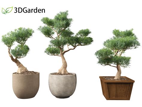 Podocarpus Macrophyllus Buddhist Pine 3d Model 3dgardenplants