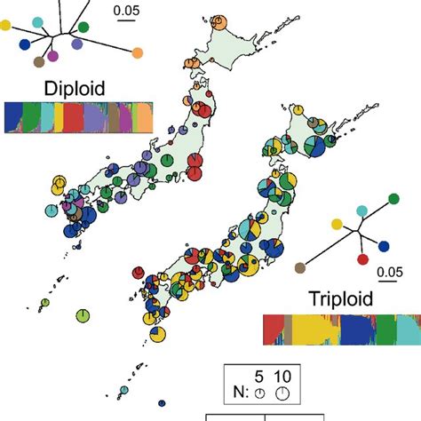 Structure Results For Diploid K 10 Left And Triploid K 6 Download Scientific Diagram