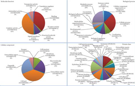 Molecular Function Biological Process Cellular Component And Protein