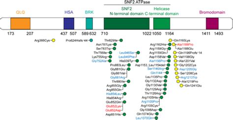 The Distribution Of 58 De Novo Mutation Sites Among The 58 De Novo Download Scientific Diagram