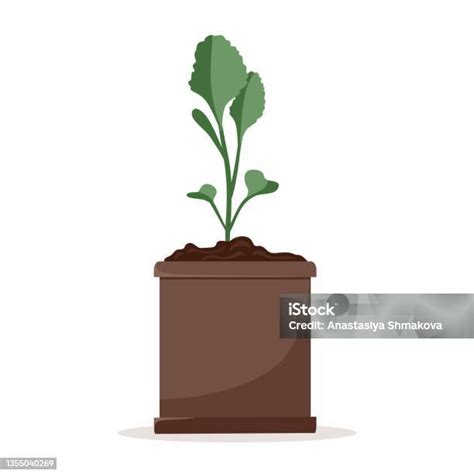 Bibit Tanaman Kubis Dalam Pot Budidaya Tanaman Kebun Perawatan Tanaman Ilustrasi Vektor