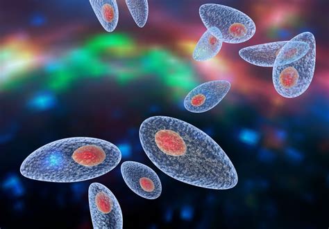 Toxoplasmosis In Humans