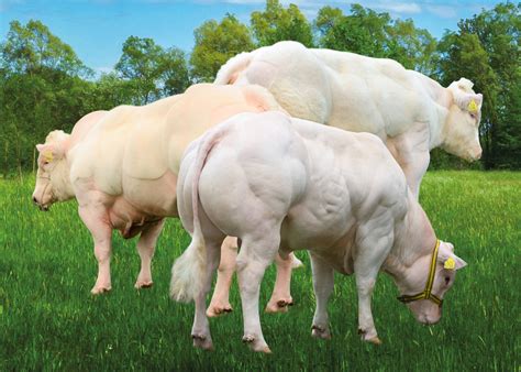 Belgian Blue Cow Steak