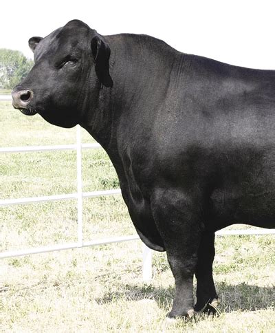 Гордость Британии: Angus cattle - Pulse UK