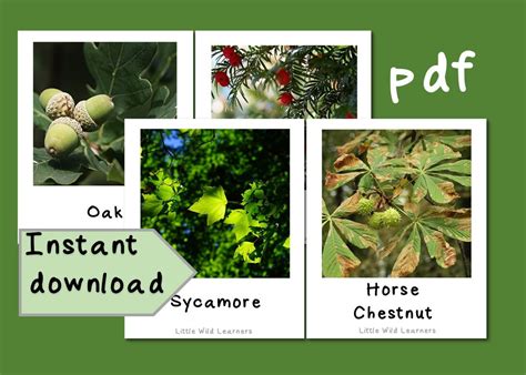 Tree ID Cards Nature Flashcards Outdoor Learning Forest Babe Etsy