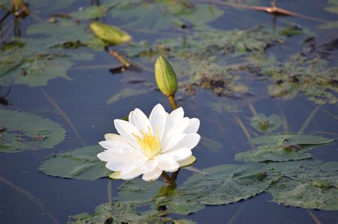 Lily Flower Plant