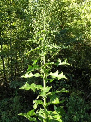 Wild Lettuce Northeast School Of Botanical Medicine