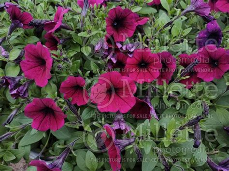 Photo of Petunia Shock Wave Deep Purple (Petunia)