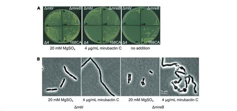 Effects Of Divalent Cations And Mirubactin C On Several Mgso 4