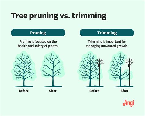 Tree Trimming And Pruning Tree Trimming And Pruning In London By