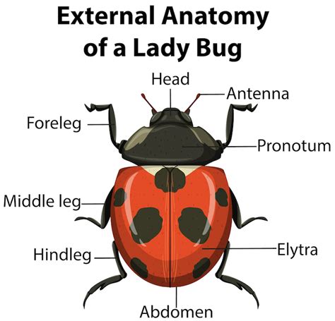 Ladybug Anatomy Diagram