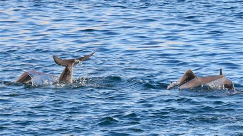 Khasab에서 개인 하루 종일 도우 크루즈 Kkday
