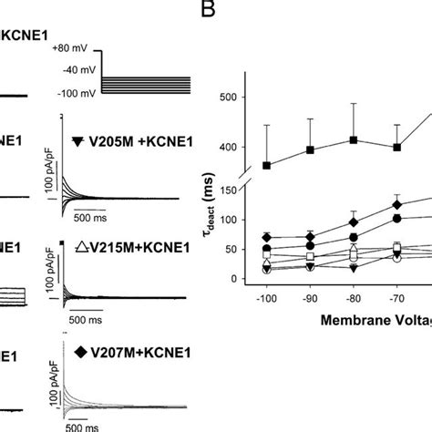 Iks Deactivation Tail Currents And Time Constants Of S3 Kcnq1 Mutants