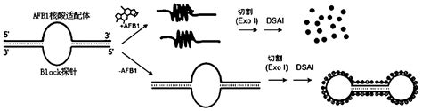 Double End Complementary Nucleic Acid Aptamer Probe And Aflatoxin B1 Homogeneous Label Free