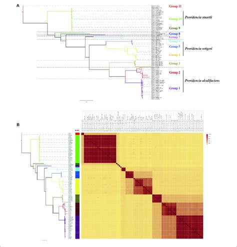 Phylogenetic Analysis And Whole Genome Nucleotide Identity A Ml