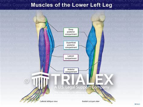 Lateral Lower Leg Muscles