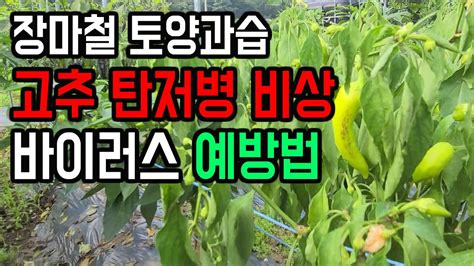 토양과습상태 고추 탄저병 비상 장마철 병해충 예방법 바이백신뿌리네 Youtube