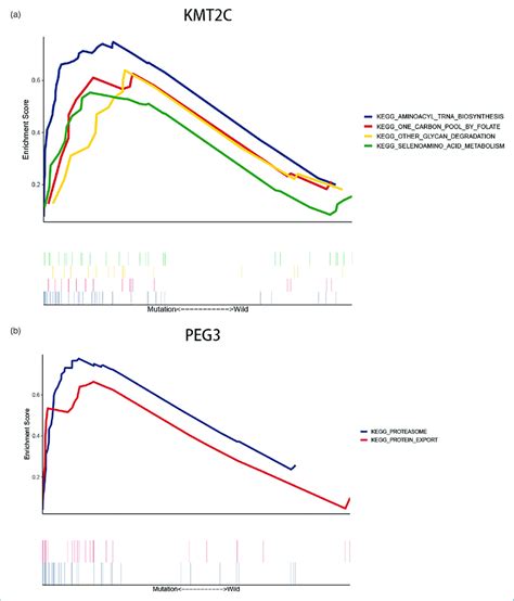 Gene Sets Enrichment Of Mutation Genes A Gene Sets Enriched Pathways