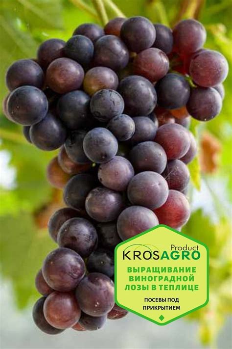 Выращивание виноградной лозы в теплице Теплица Лозы Виноград