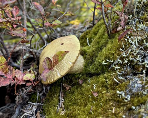 ‘the Joy Of Mushrooms Fungus Among Us Grows Again