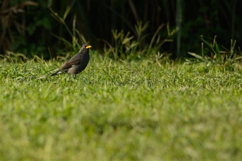 Java Mina Am Boden Stockbild Bild Von Bereich Taipeh 261394005