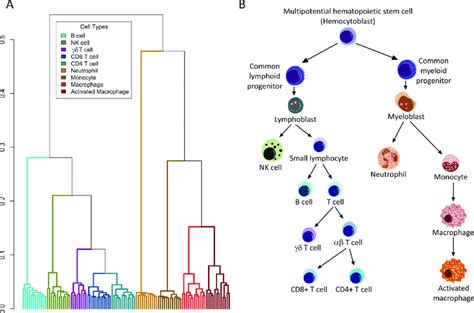Unsupervised Hierarchical Clustering Of Rna Seq Data Reflects