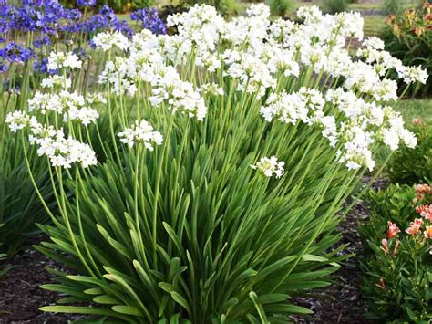 Agapanthus White Garden Plants Online