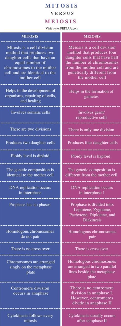 Comparison Of Mitosis And Meiosis